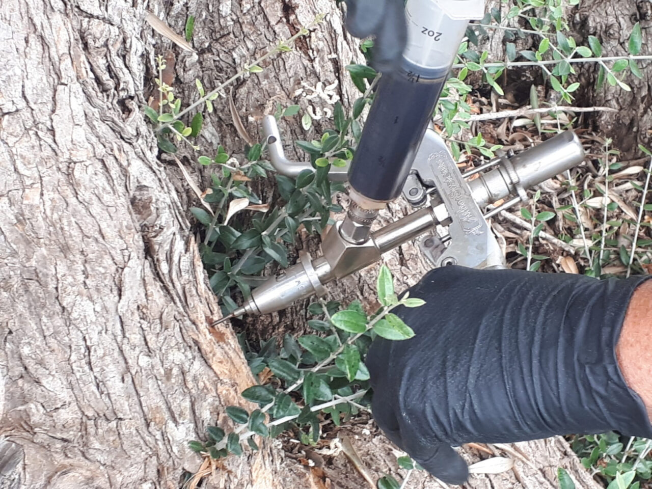 Endoterapia Vegetal Sin Taladro | ARBORSYSTEMS - Arborsystems