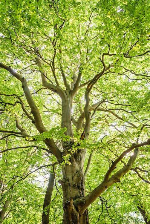 Descubre Todo Lo Que Arborsystems Puede Hacer Por Tus árboles ...
